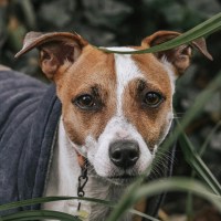 Jack’s Paws and Explore – Unleashing Tail-Wagging Tales of Dog-Friendly Delights Across the UK!